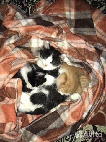 Котята в добрые руки