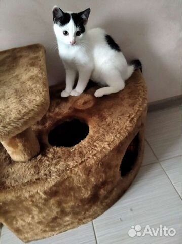 Котенок,срочно нужен дом