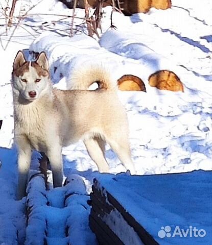 Сбежала сибирская хаски, девочка