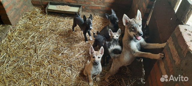Щенки западно сибирской лайки