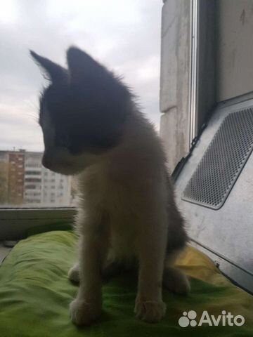 Милый котенок :З