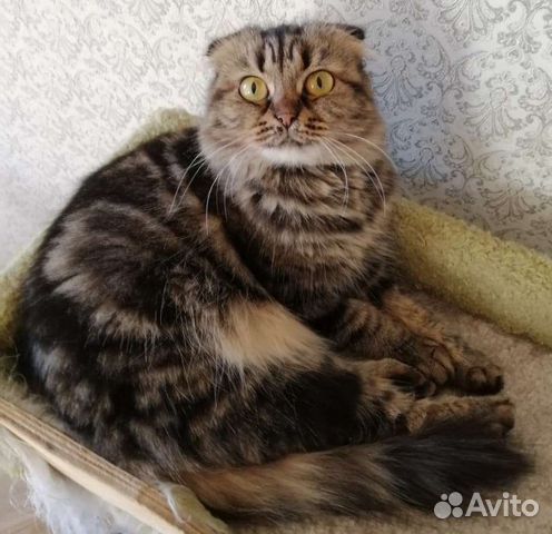 Рокси отдам в добрые руки. Доставка