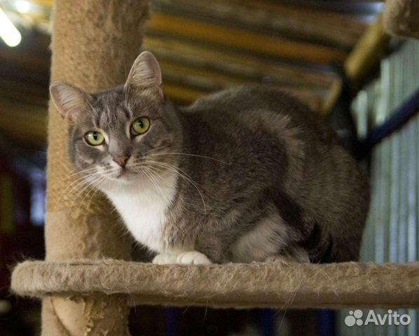 Кошка Лейла