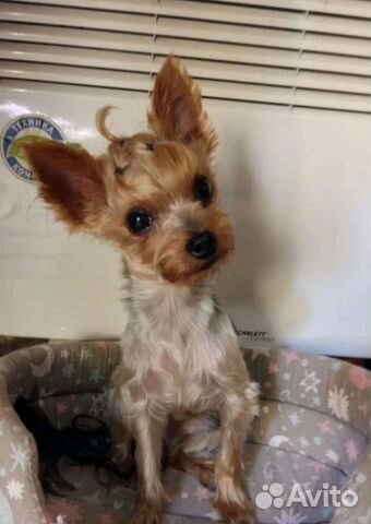 Йоркширский терьер продам