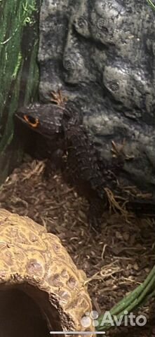 Крокодиловый сцинк