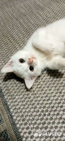 Белый котенок
