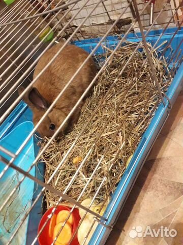 Декоративный кролик