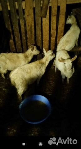 Зааненские козы