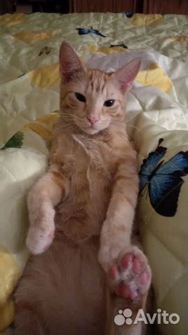 Котик кастрированный 5мес ищет дом