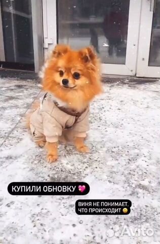 Вязка Шпиц Немецкий малый