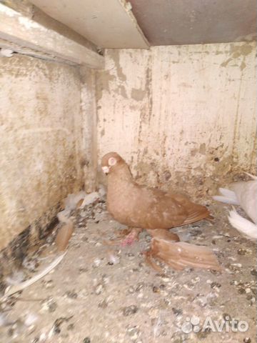 Отдадим голубей