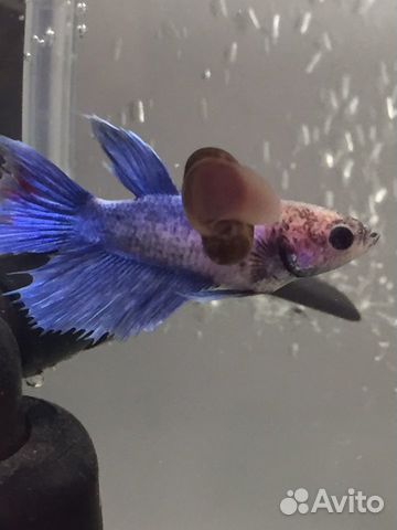 Рыбки петушки самочки