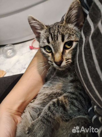 Котята в добрые руки даром