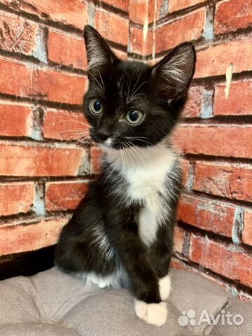 Котёнок Кася 2 мес