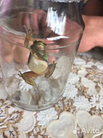 Древесная лягушка