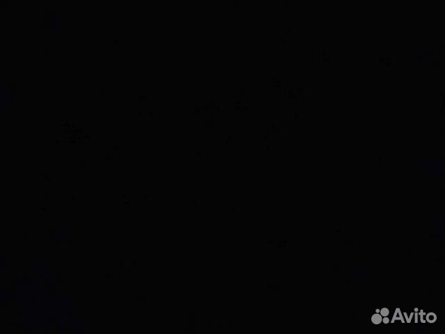 2 дойные козы и козёл