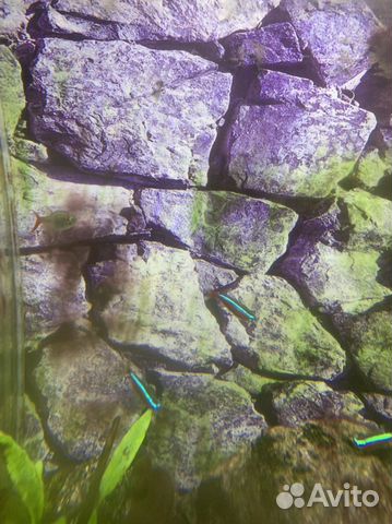 Аквариумные рыбки