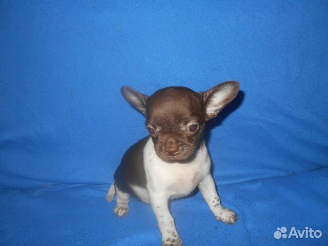 Чишка мальчишка