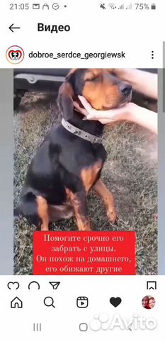 Собака в добрые руки
