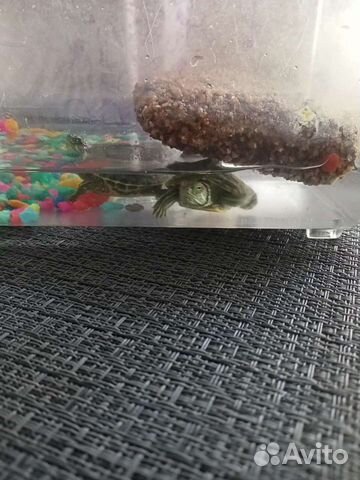 Две маленькие черепашки молоденькие