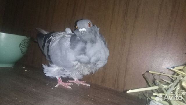 Найдены пародистые голуби