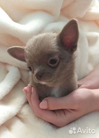 Эксклюзивная лиловая куколка мини