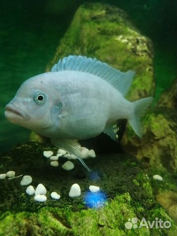 Живая рыба