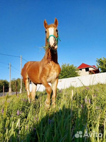 Кобыла тяж в матки или любимицы