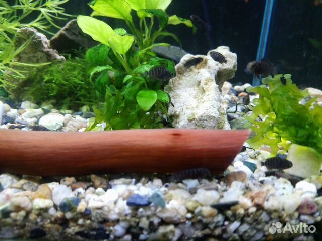 Рыба трофеус