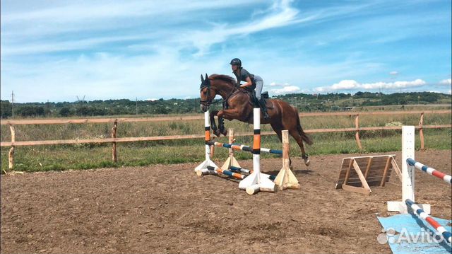 Буденовский мерин в спорт и не только
