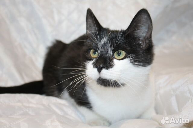 Котенок Гав, 4 мес