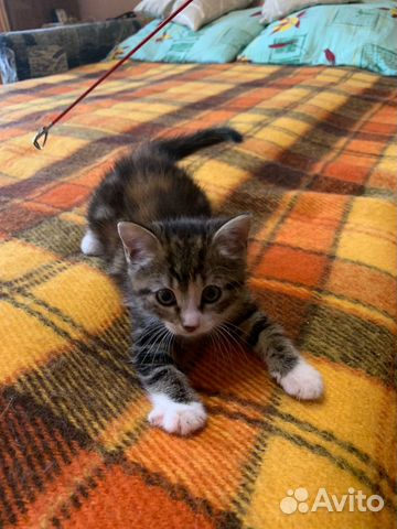 Котенок 1,5 месяца Вишенка