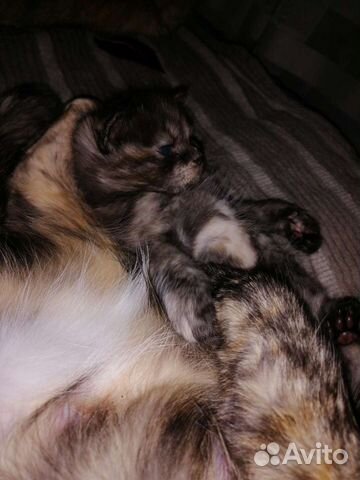 Отдам кошечку в добрые руки. 1, 5 месяца, к лотку