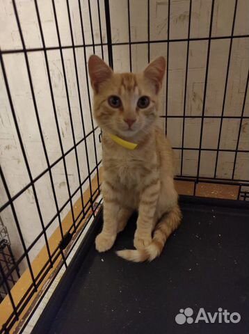 Котенок-на счастье