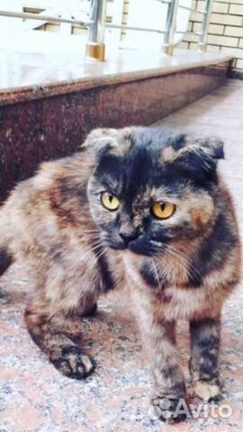 Кошка