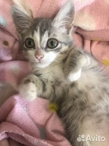 Котенок девочка