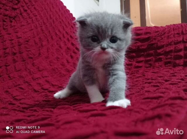 Шатланские вислоухие котята метис