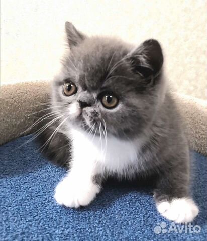 Экзотическая девочка