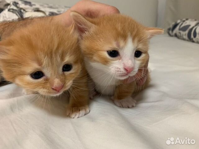 Шотландские котята рыжие, персиковые