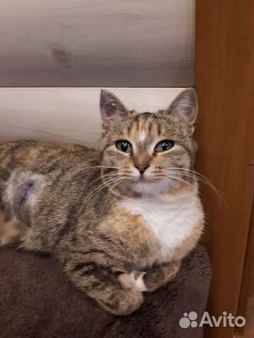 Милочка ищет дом