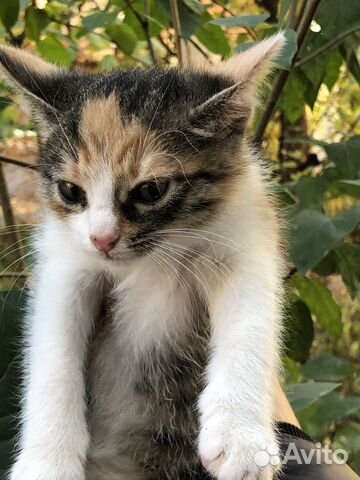 Котята