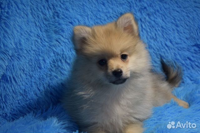 Шпиц - девочка от цветных родителей