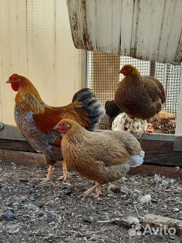 Породные куры