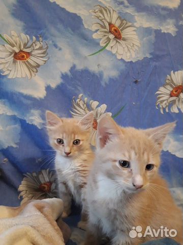 Детки конфетки в надежные руки