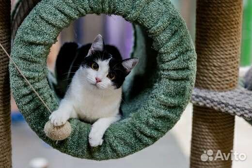 Кошка Юся - маленькая бандитка