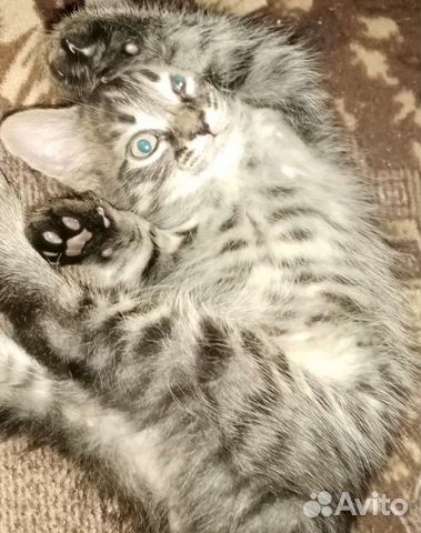 Котята безвозмездно