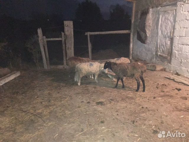 Продаю ягнят