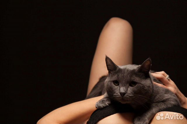 Русский голубой Джоник