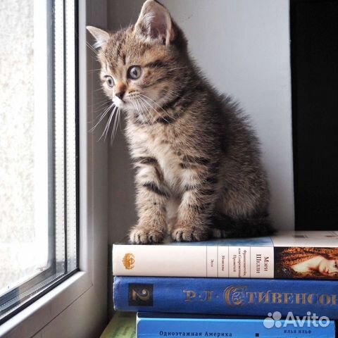 Полосатый котёнок-девочка