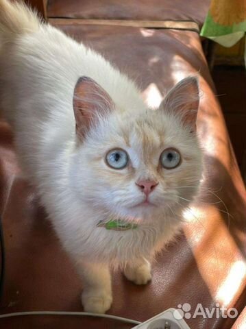 Кошки